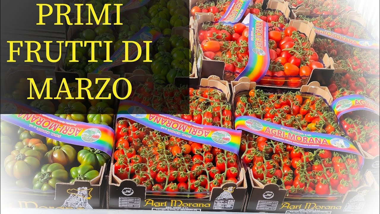 Primi frutti raccolti in marzo Pomodoro Costoluto Datterino e ...