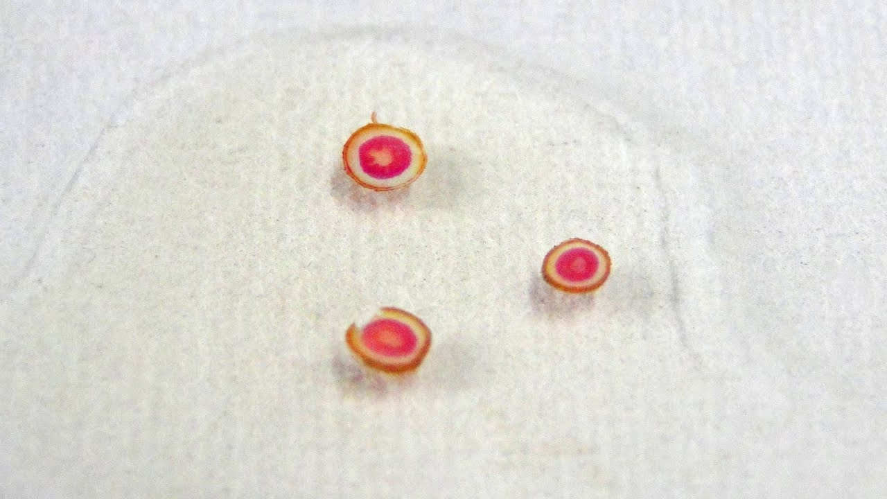 Lignin Staining - Amrita University - YouTube