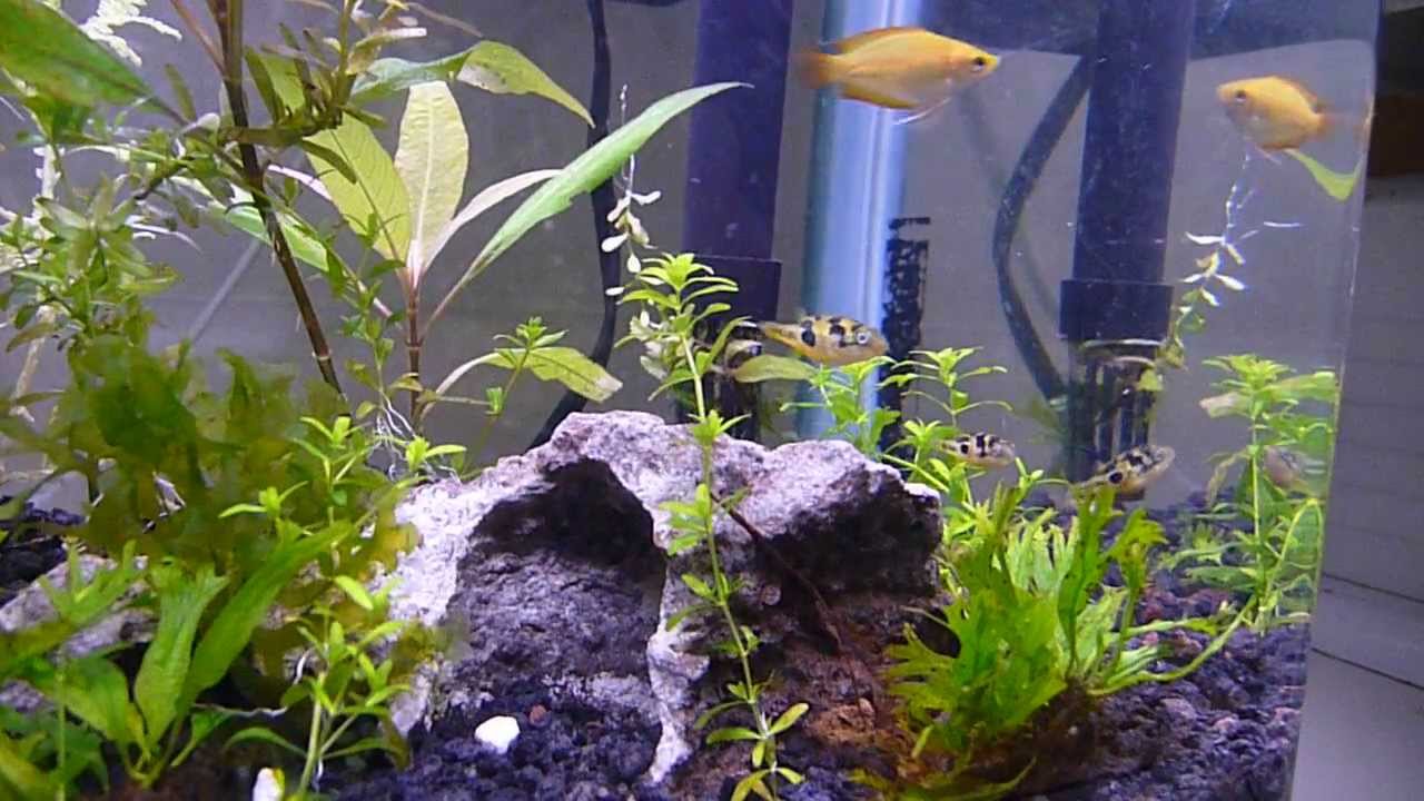 Dwarf Golden 'Pea' Puffers - Cuteness Attack x3! HD Carinotetraodon ...