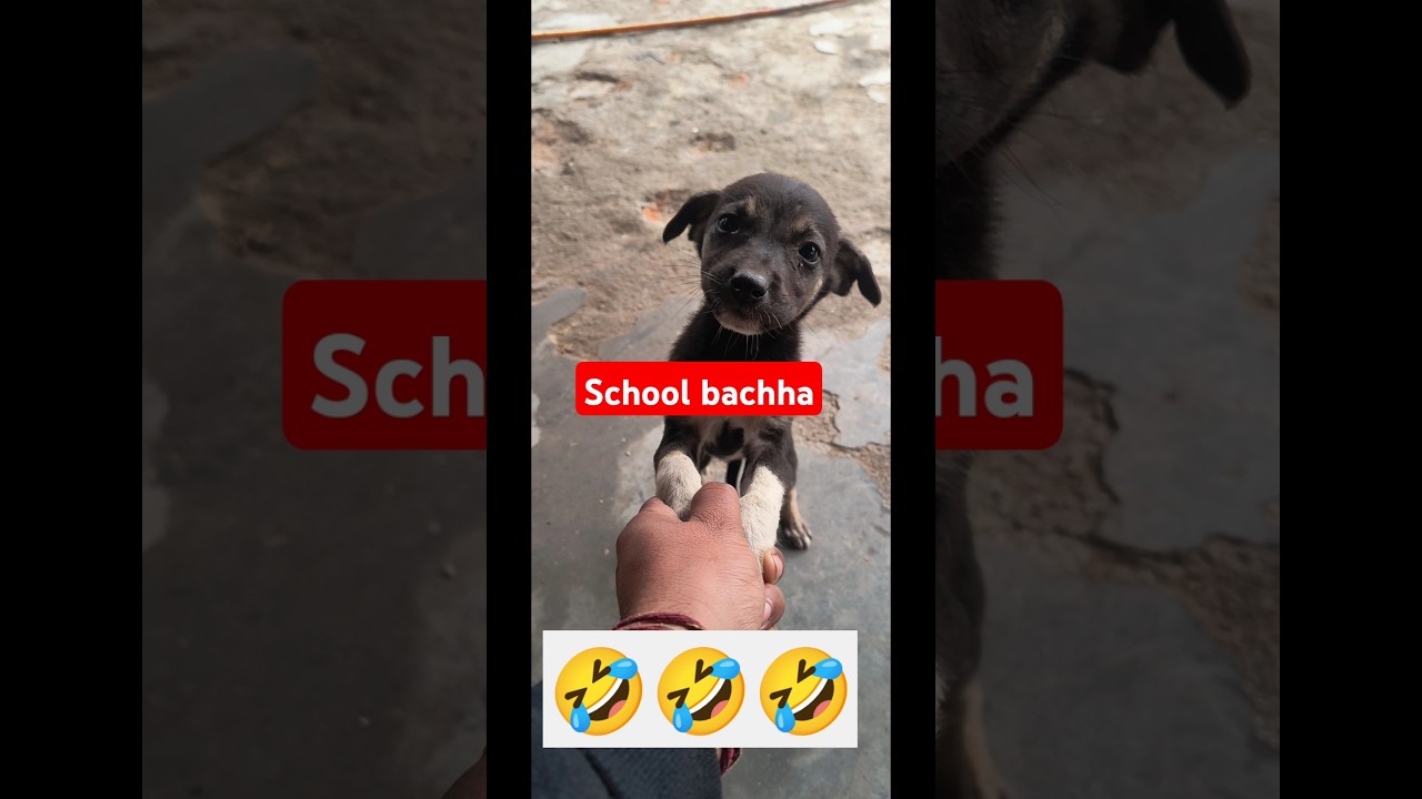 School bacha #trending #school #funny - YouTube