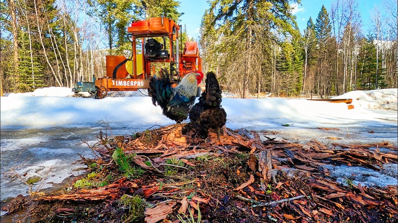 Life UPDATE! | Real Life At The Homestead - YouTube