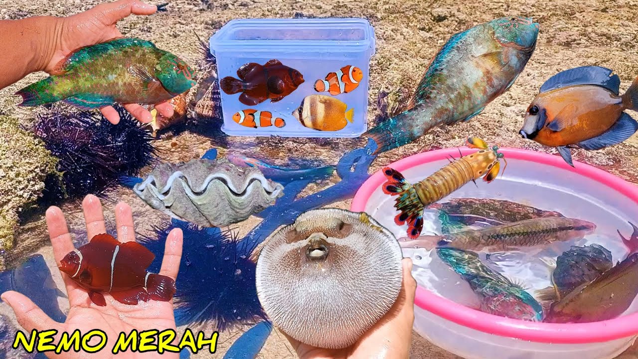 Menangkap Ikan Buntal, Ikan Nemo, Ikan Hias, Udang Mantis, Butterfly ...