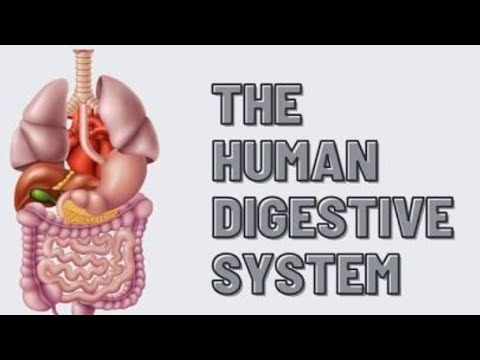Human Digestive System 3D Animation | Mdcat Biology . - YouTube