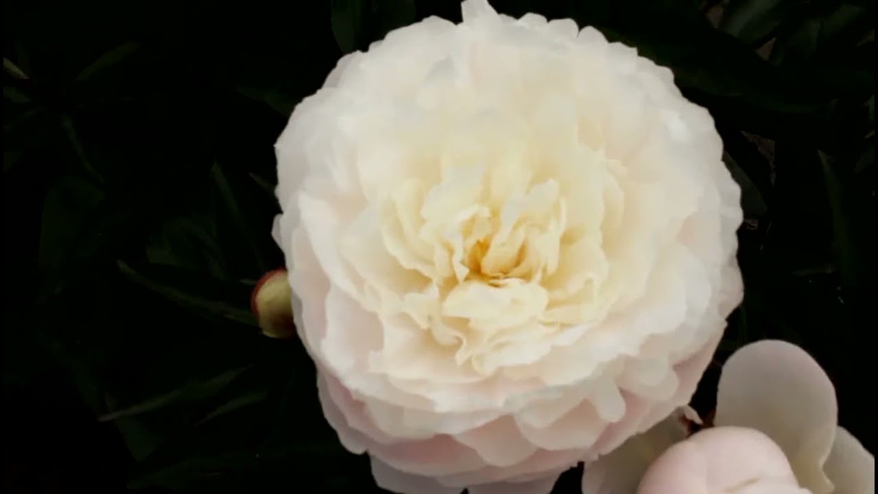 Lactiflora Omeo Snow | R2 Flowers BV | Peonies - YouTube