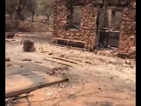 MİLAS YANIYOR...!!! Çökertme'de Mandıra Filozofu'nun Evi Küle Döndü