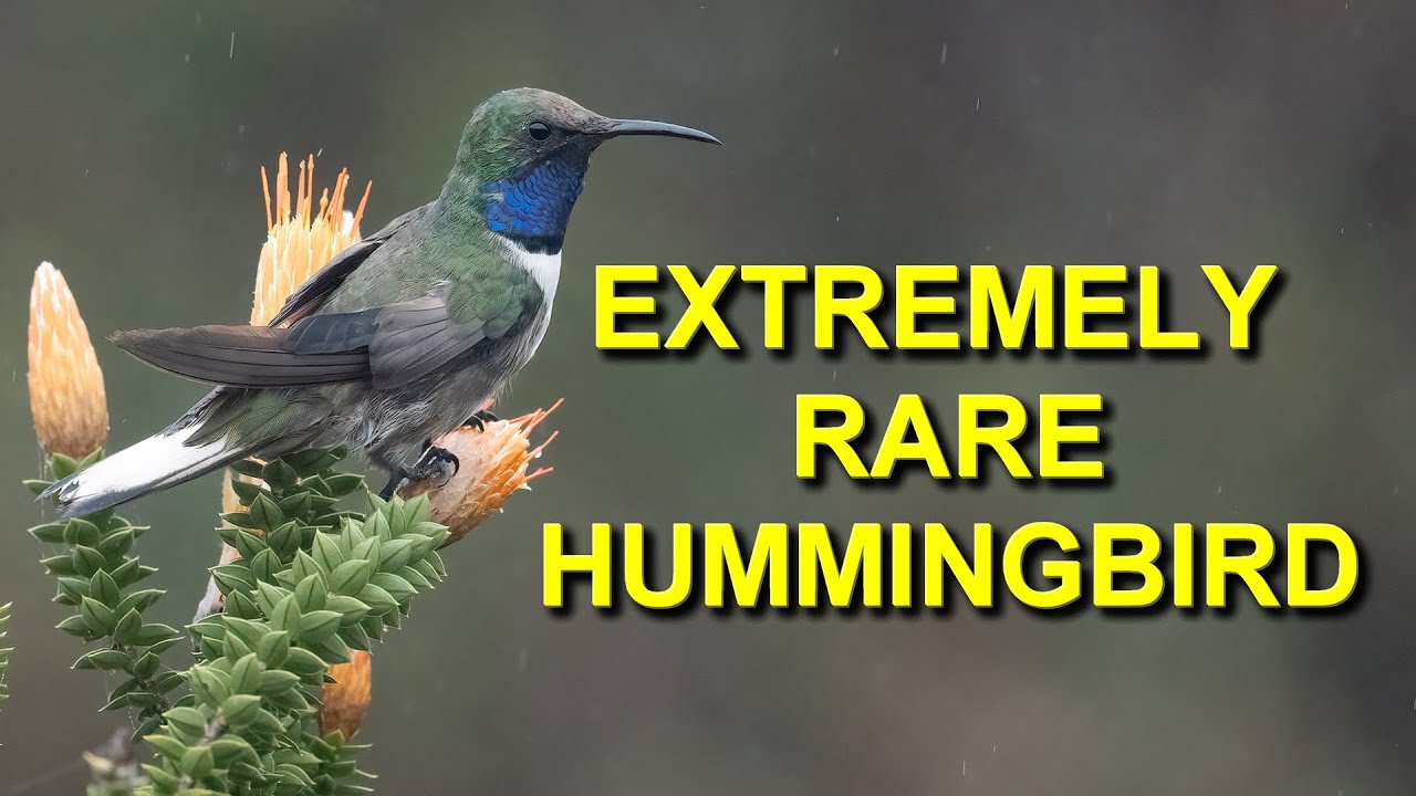 FINDING ONE OF THE RAREST HUMMINGBIRDS IN THE WORLD - YouTube