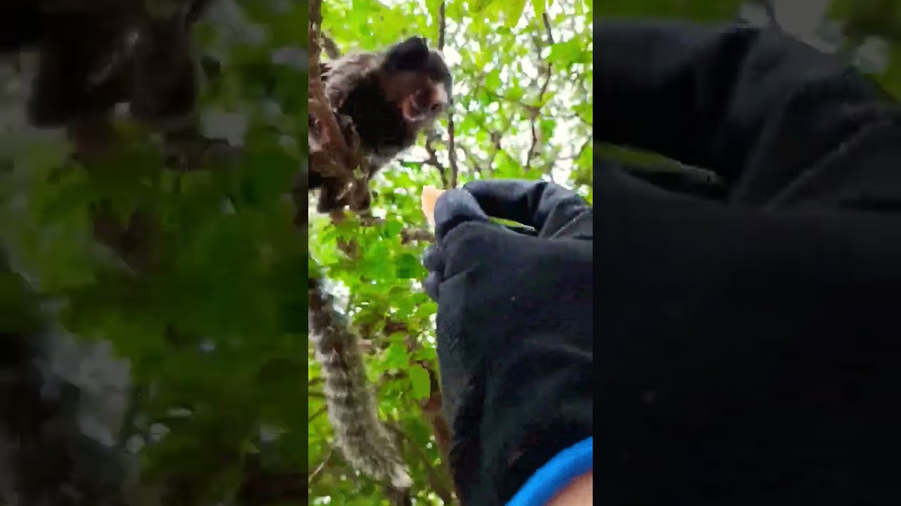 MONKEY DEMAND FOOD 😍🐒 ️ READ DESCRIPTION 👍 SHARE THIS VIDEO 🚀 #monkey # ...