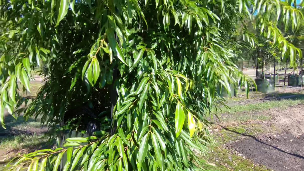 Plants Direct - Waterhousia Sweeper - YouTube