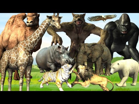 wild animals fight games and sound//animals fight games.cat, dog, lion ...