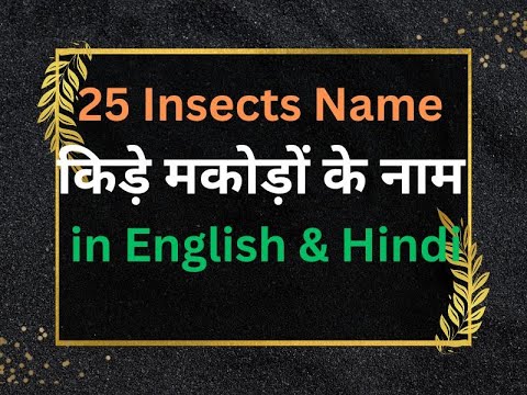25 Insects Name in Hindi and English - YouTube