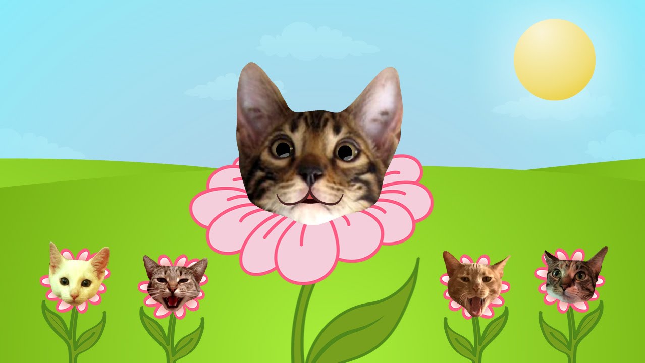 Sunshine Kitties! (You are my Sunshine!) - YouTube