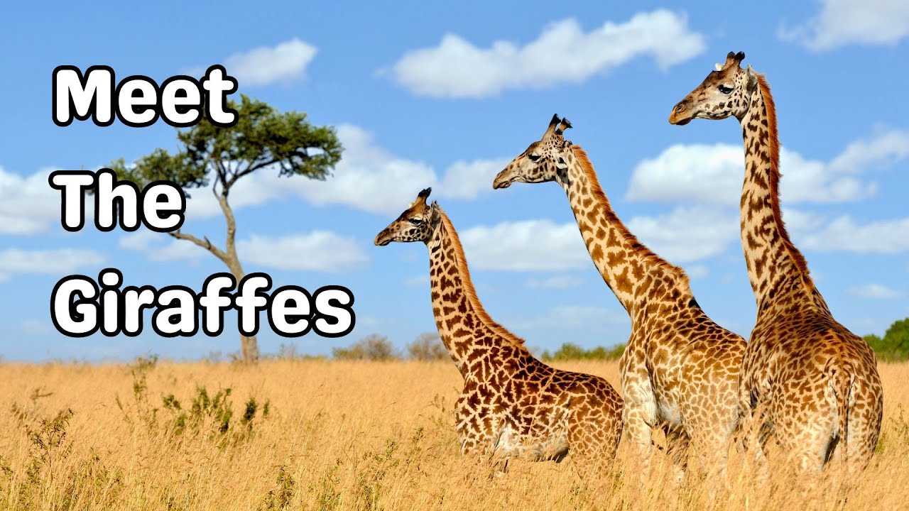 Meet the Giraffes! Fun animal adventure and learning for kids - YouTube