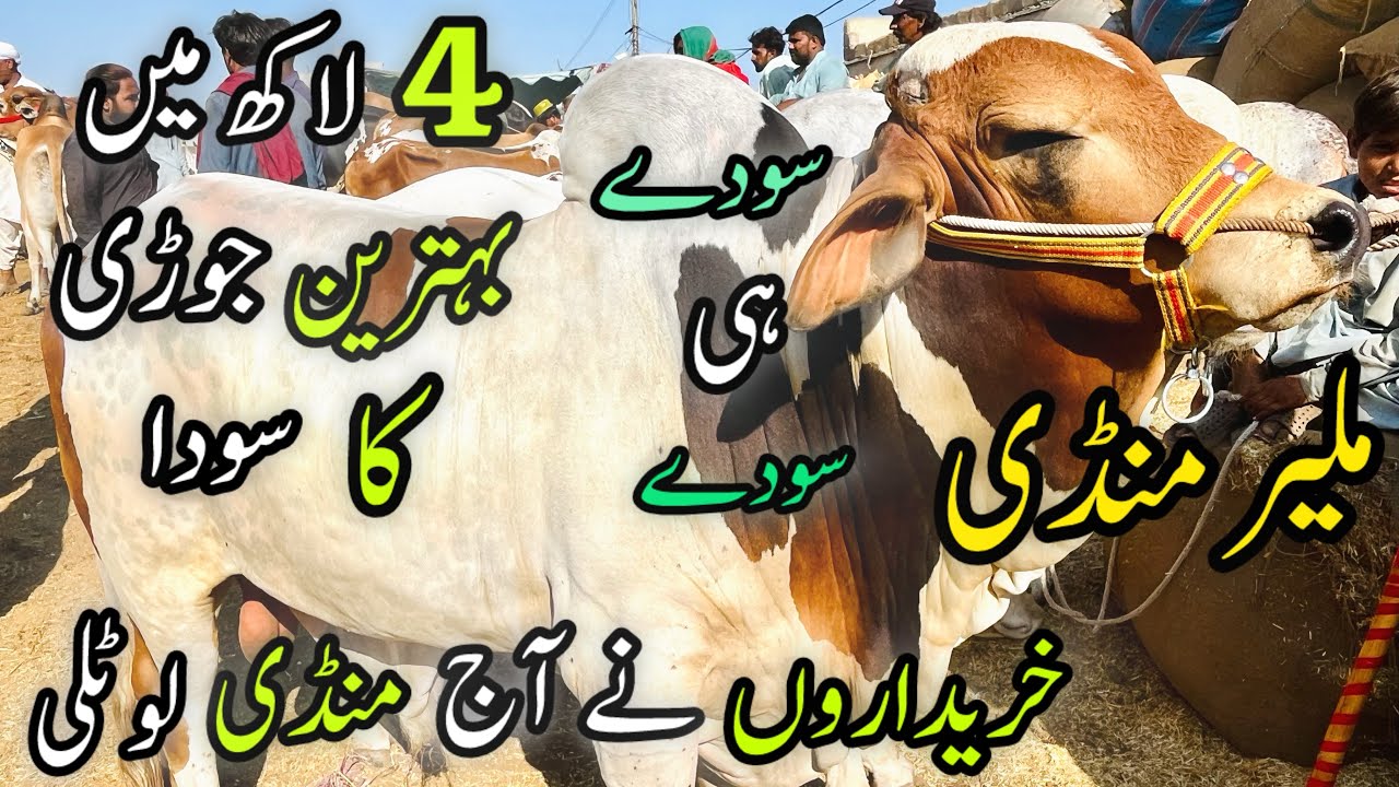 Malir Mandi Karachi Cattle Rates Update | 14 May 2024 | Cow Mandi 2024 ...