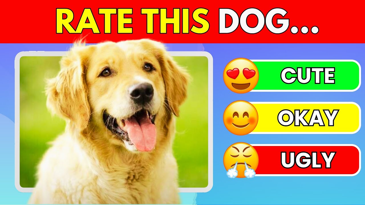 🐶 Dog Tier List : Rate the TOP 50 DOG BREEDS 🏆🐕 | The Quiz Academy ...