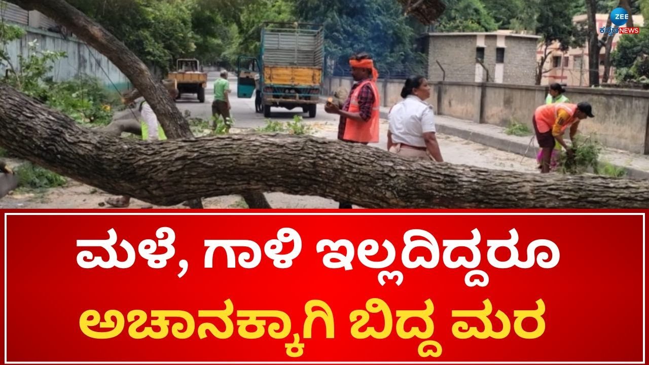 Trees Fall down| heavy rains | ಮಳೆ‌, ಗಾಳಿ ಇಲ್ಲದಿದ್ರೂ ಧರೆಗುರುಳಿದ ಬೃಹತ್‌ ಮರ - YouTube