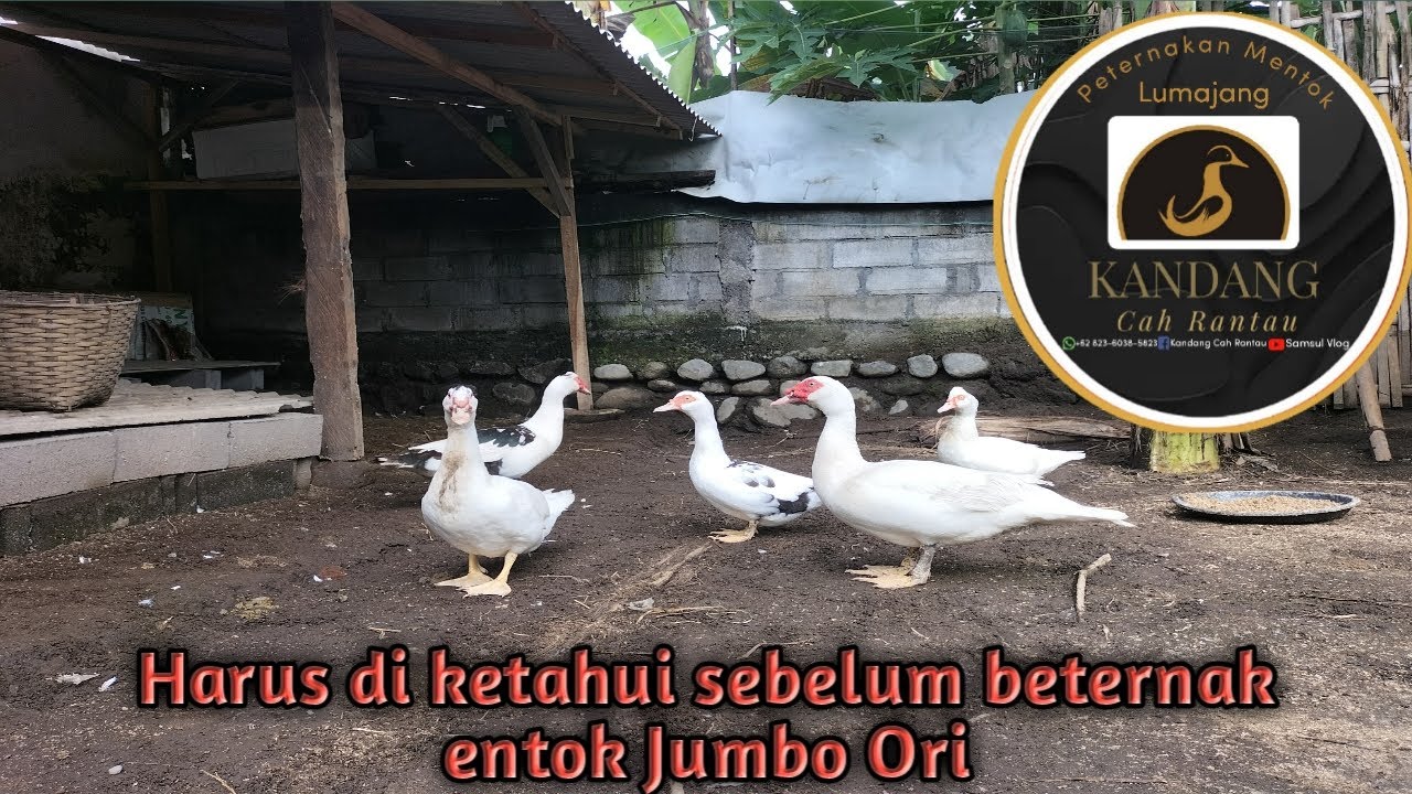jenis entok jumbo yang ada di indonesia - YouTube