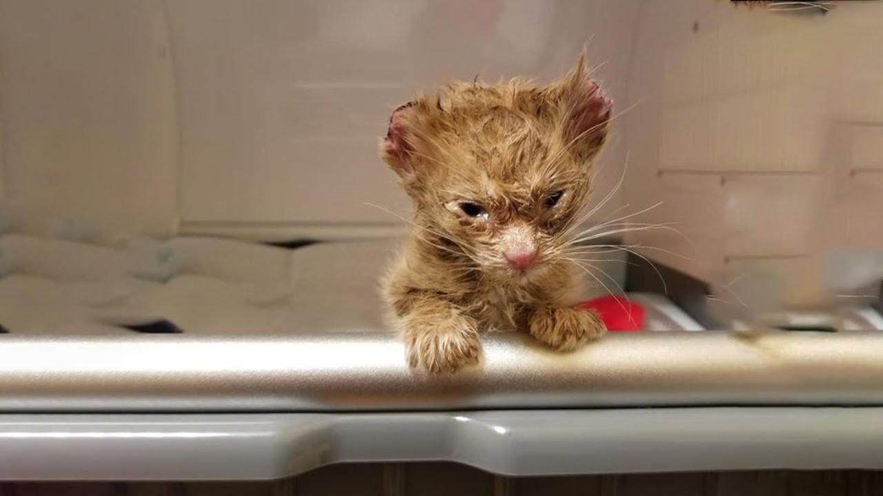 He was found in someone’s yard unresponsive, limp, and ice cold with ...