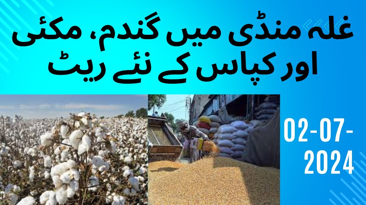 Wheat, Maize, Cotton, and Rice New Rate updates - YouTube