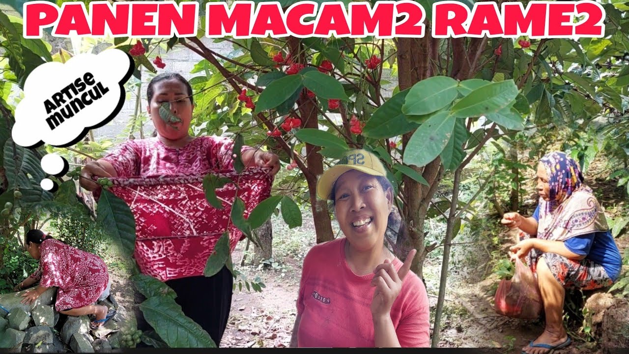 AYO PANEN RAME2 DI KEBUN KU ‼️ macem2 buah bisa di panen - YouTube