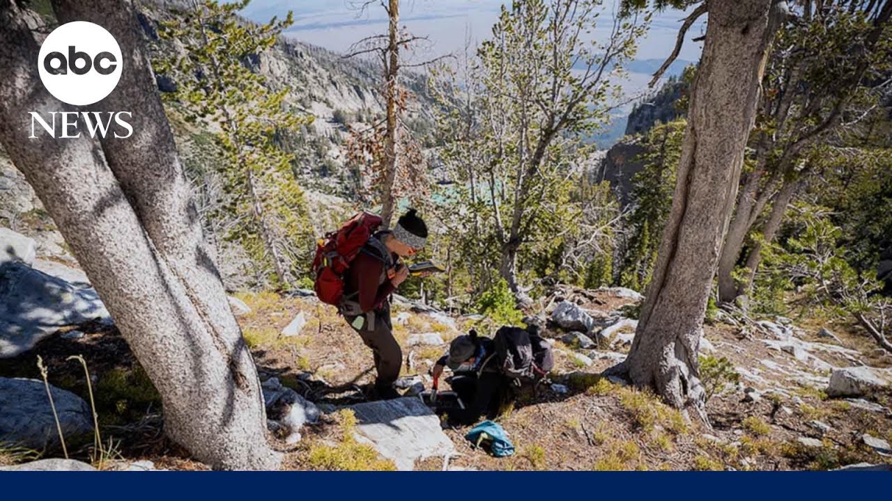 The fight to save the whitebark pine, a critical tree species found in ...