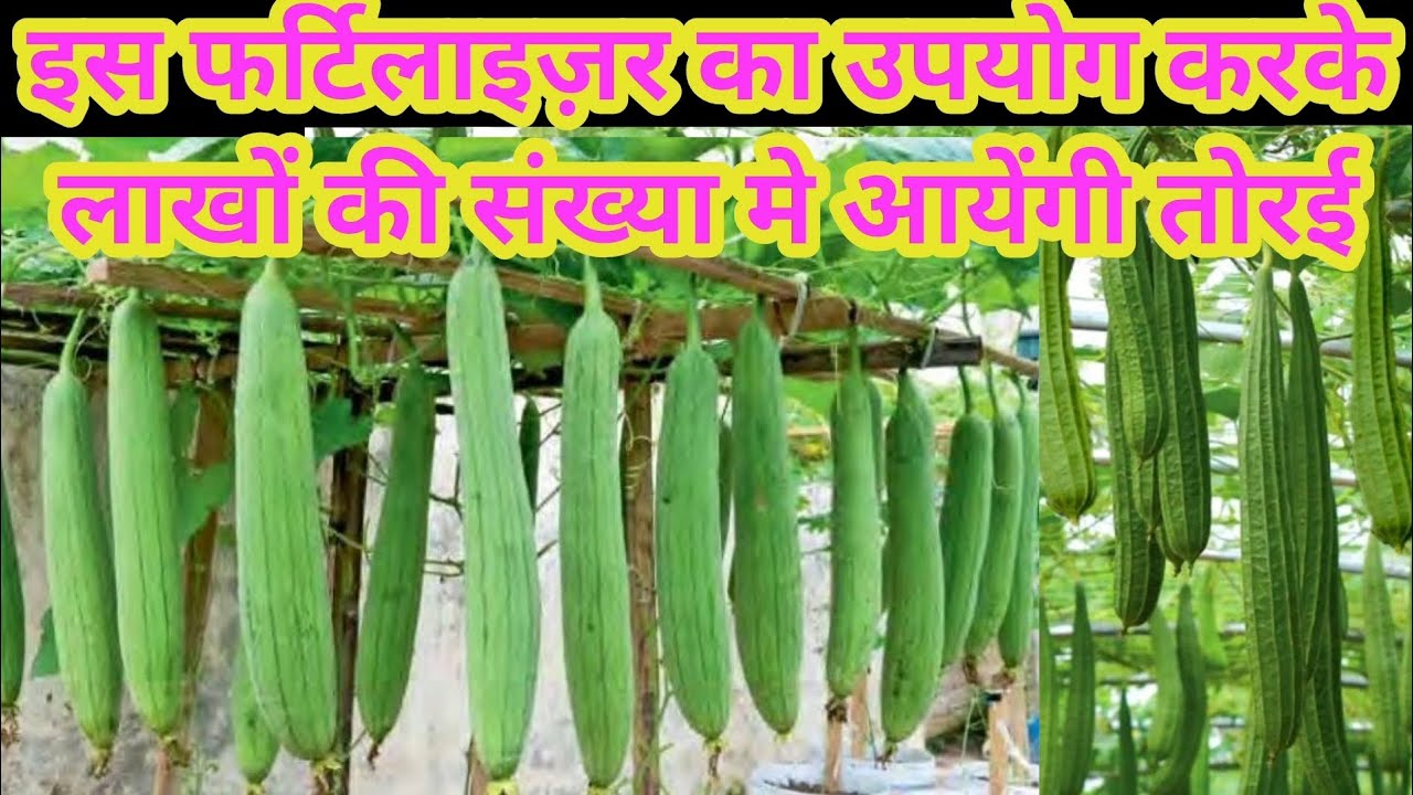 तोरई की सफल खेती कैसे करें. How to grow torai at home with these pro ...