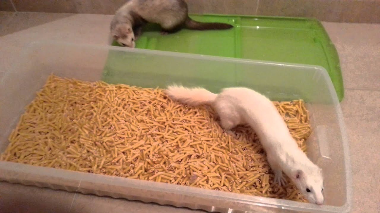 Hurones jugando en la piscina de macarrones. - YouTube