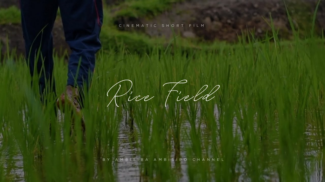 Cinematic Rice Field In Village | Cinematic Video Di Sawah - YouTube