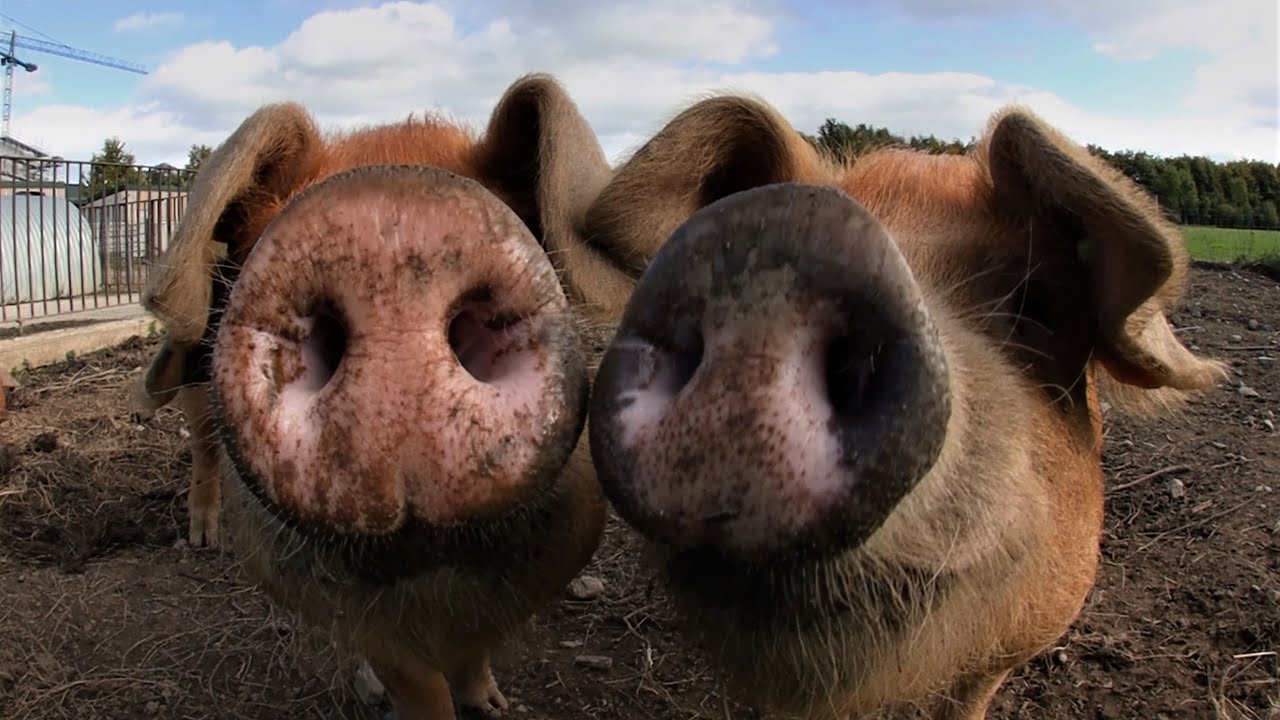 Pigs Oinking Through Ultra Wide Angle Lens, Ireland - YouTube