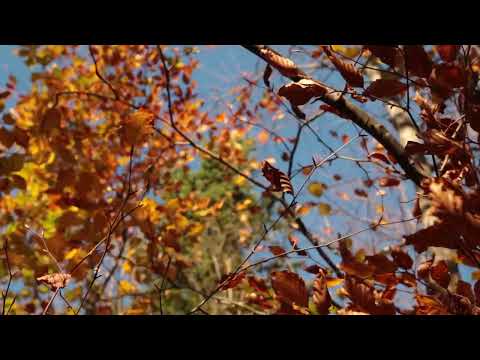 Ormandan Esen Güz Rüzgar Sesleri 1 SAAT RAHATLATICI RÜZGAR - Wind Blowing Through Autumn Forest