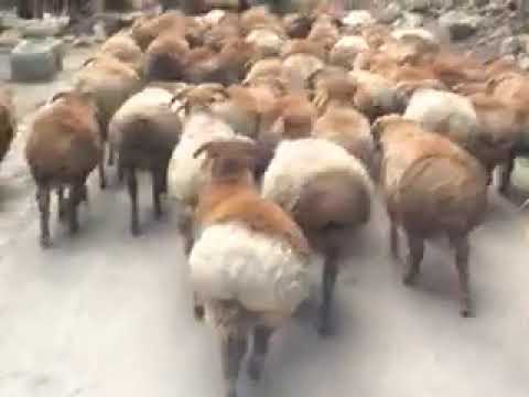 Bumbum das ovelhas/lamas