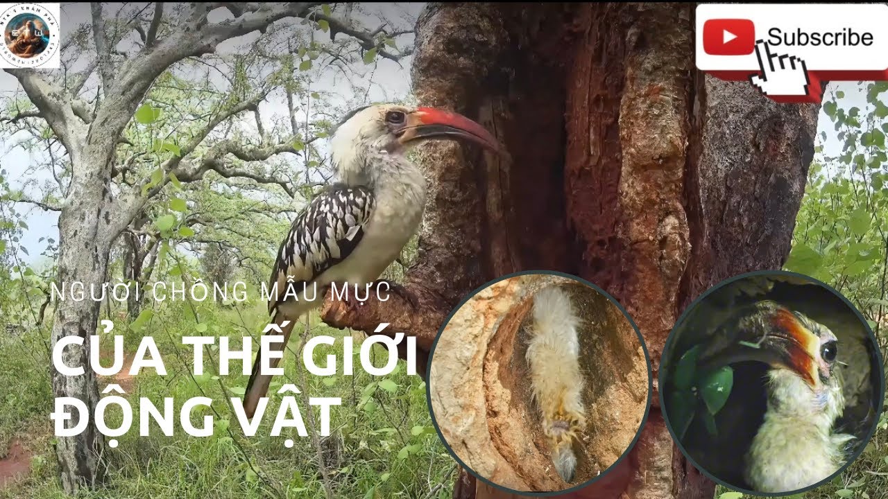 Chim Tê Điểu: Biểu Tượng Chung Thủy và Sự Hợp Tác Trong Thế Giới Tự ...