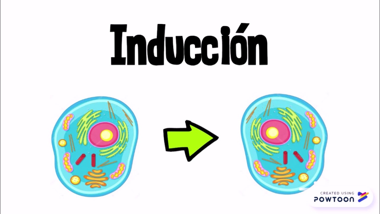 INDUCCIÓN CELULAR - YouTube