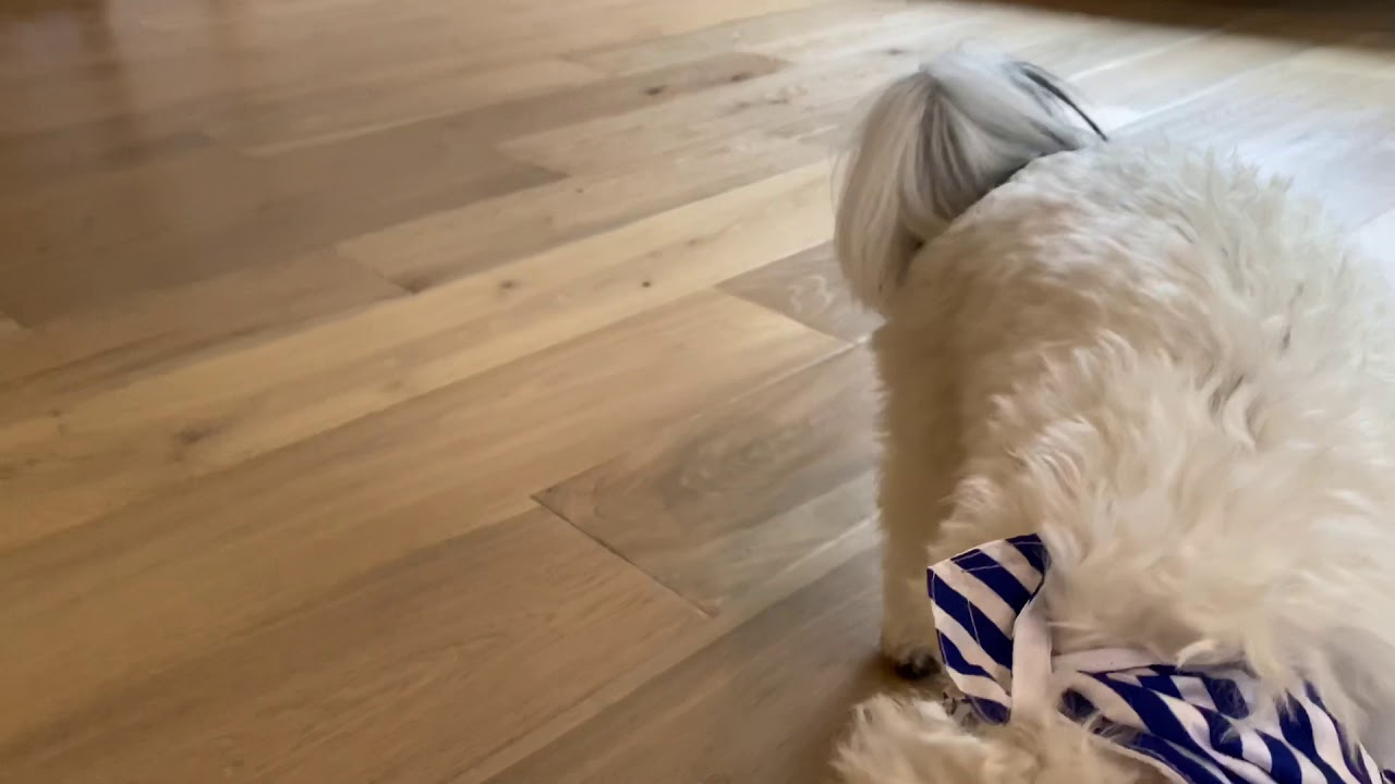 Coco the cutest singing dog! - YouTube