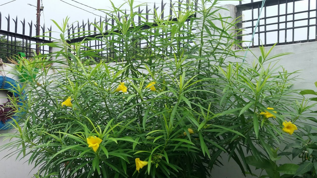 How to grow and Care Oleander Plant//Yellow kaner//Green Garden RBL🌱 ...