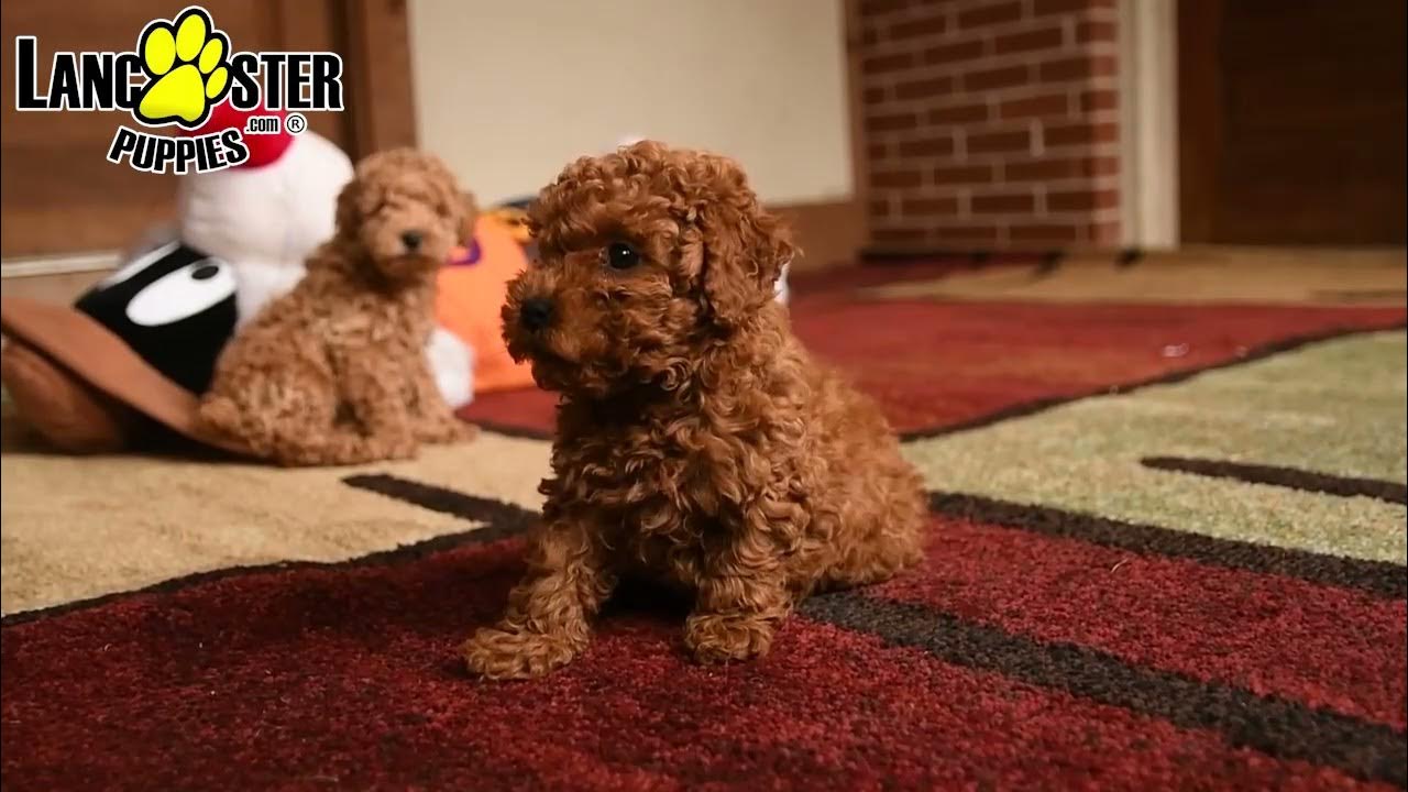 Adorable Toy Poodle Puppies - YouTube