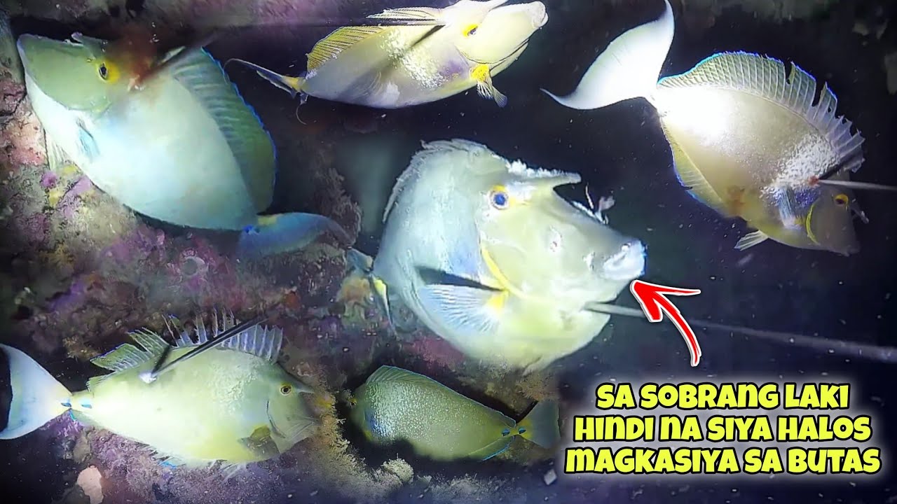 SA LAKI NIYA HALOS HINDI SIYA MAGKASYA SA BUTAS😱 #fishing #fish # ...