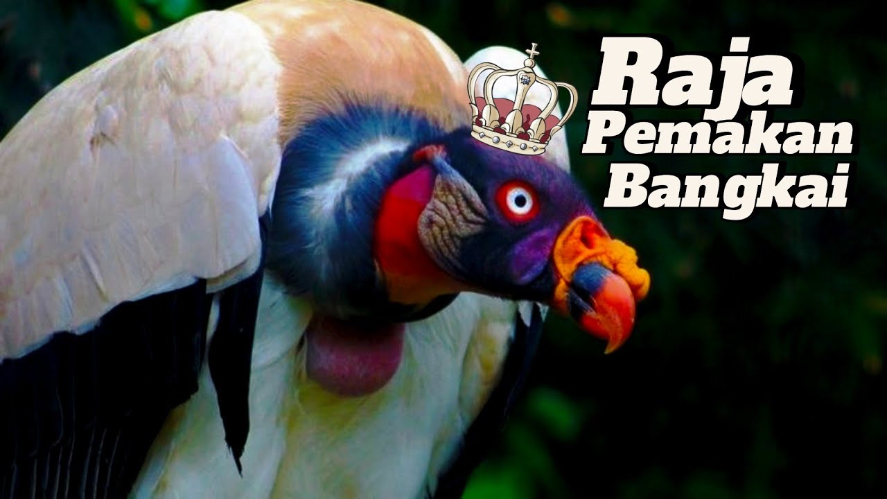 Burung Hering Raja || Raja dari segala burung pemakan bangkai. King ...