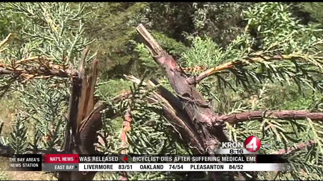 Tree Vandals Behave Badly in Golden Gate Park - YouTube