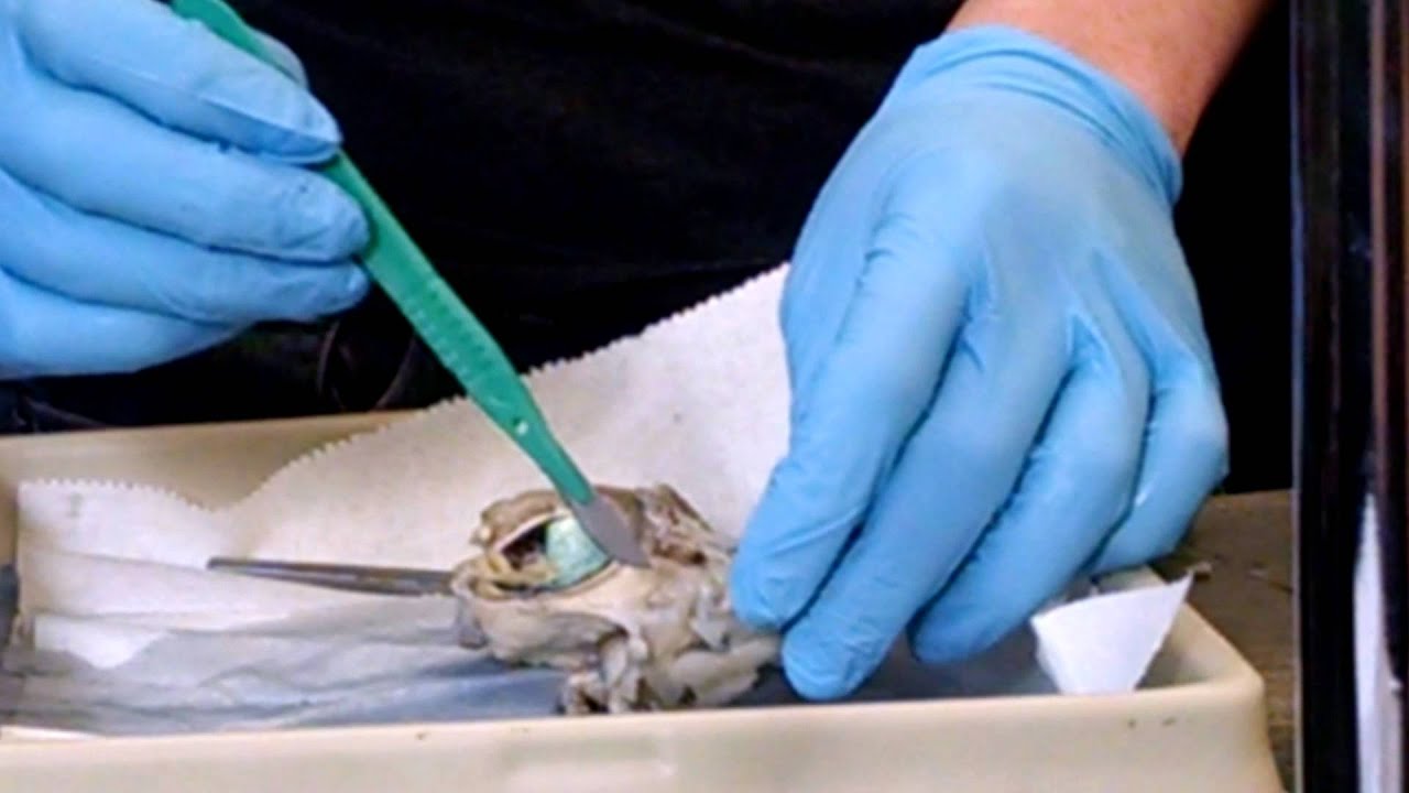 eye dissect 10 - YouTube