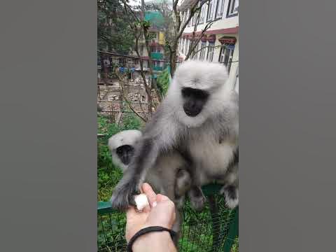 Funny langur monkey moments : Funny monkey feeding short video - YouTube