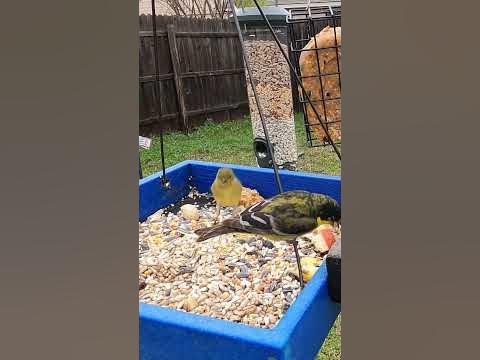 Lesser Golden #Finch Feeding Frenzy #birds #birdwatching #texas #nature ...