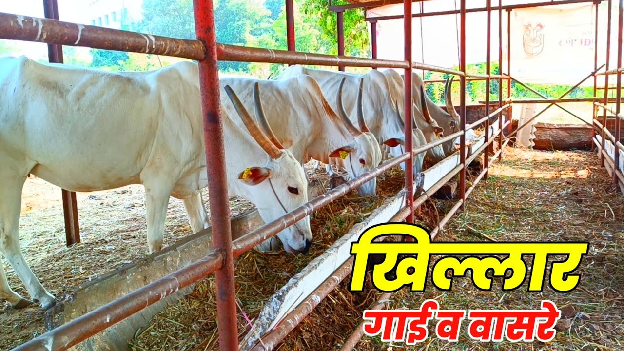 खिल्लार गाई व वासरू ( खोंड ) || Khillar Cows - YouTube