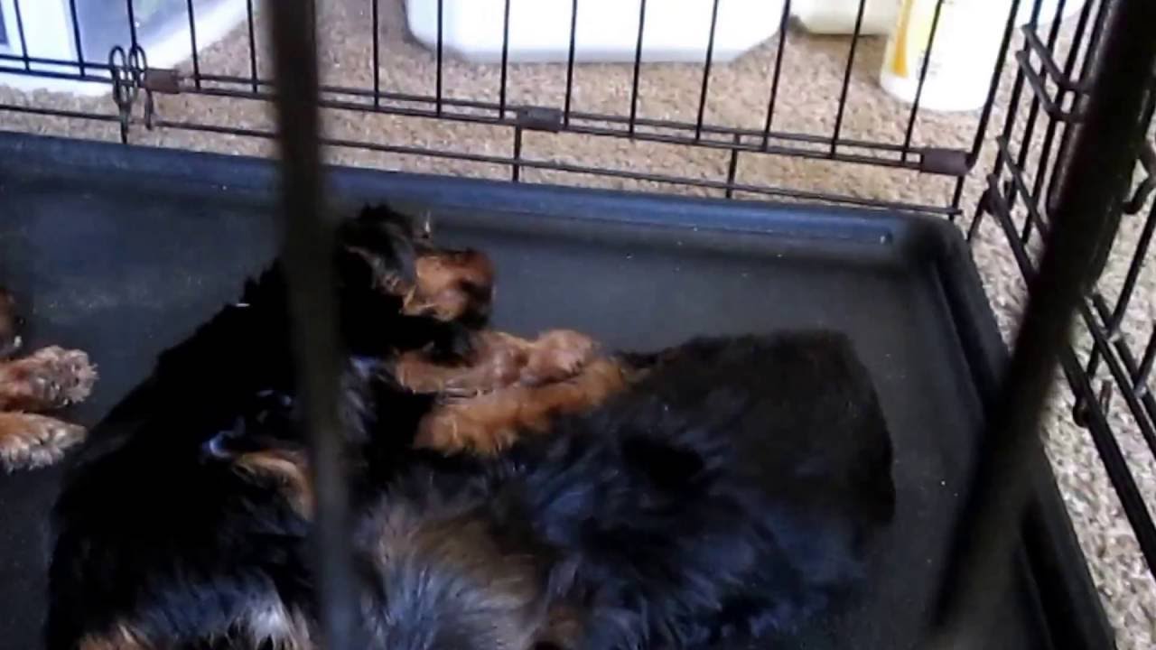 6 week old Yorkie Puppies Sleeping - YouTube