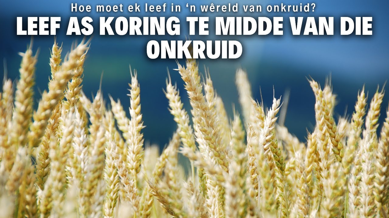 Leef as koring te midde van die onkruid - Die onkruid tussen die koring ...