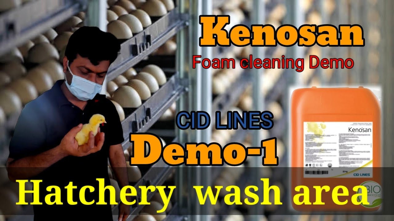kenosan foam Demo /Hatchery washing area /zuevets - YouTube