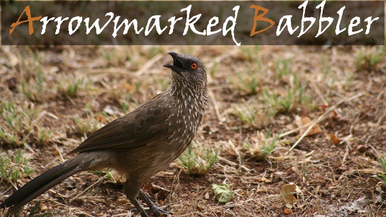 Arrowmarked Babbler Bird Call In The Kruger National Park- Babbling ...