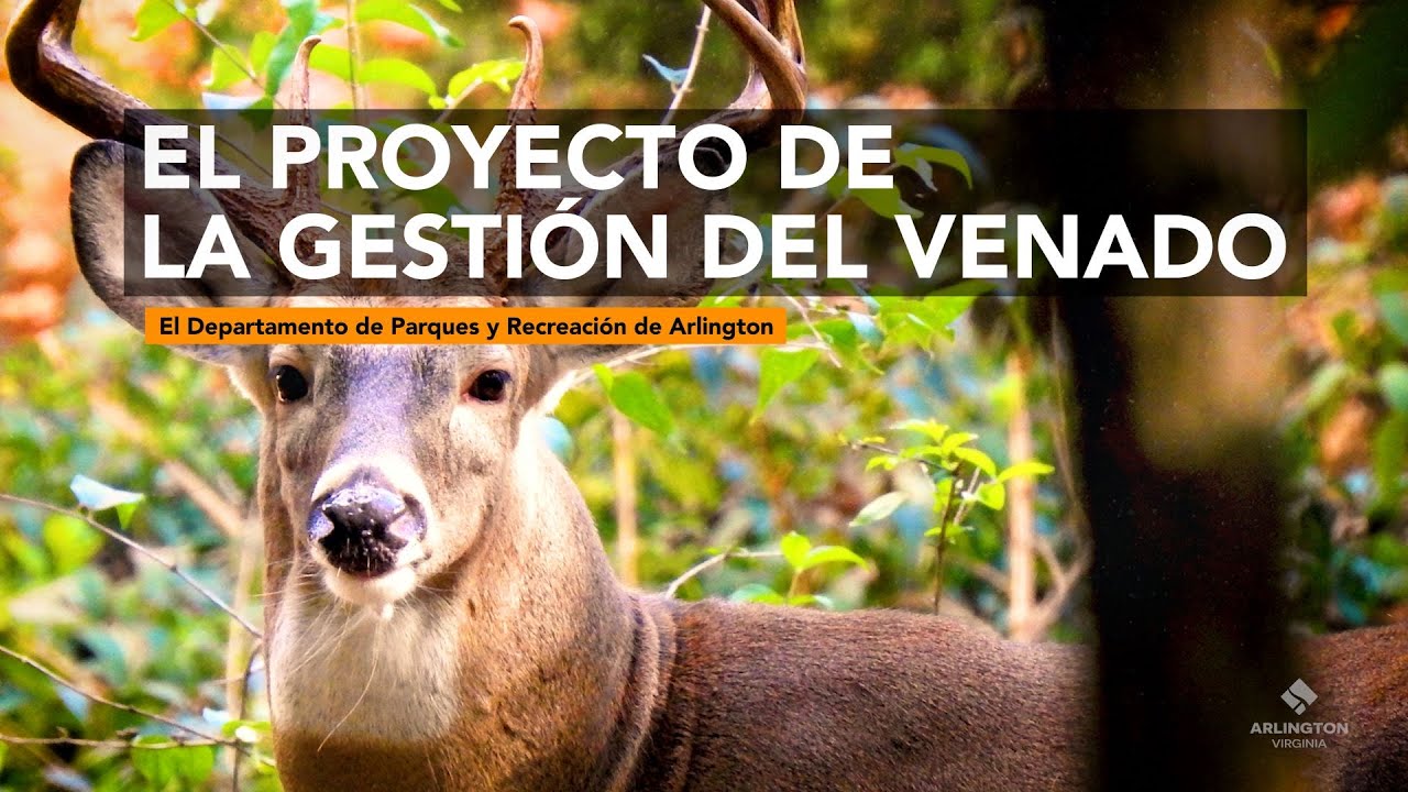 Venado De Cola Blanca Comiendo Plantas