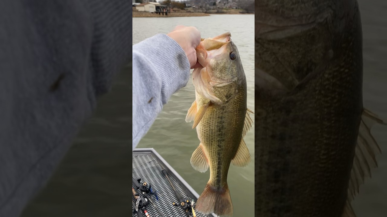 LET THEM GO TO LET THEM GROW! BAD BRAD CAUGHT NICE FISH ON A CRANKBAIT ...