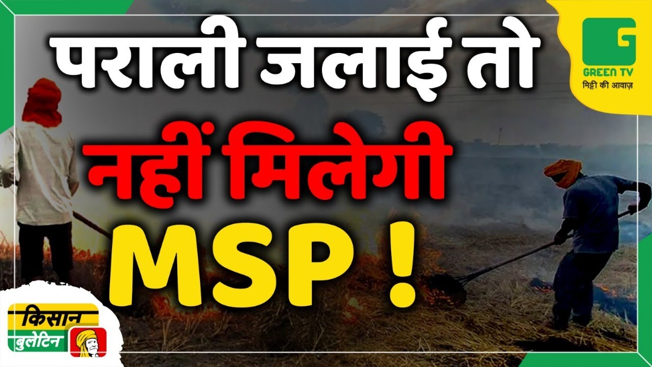 पराली जलाने वाले किसानों को नहीं मिलेगी MSP ! Kisan Bulletin | Green TV ...