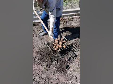 Картофелекопалка ручная инструмент для дачи огорода удобная самоделка ...